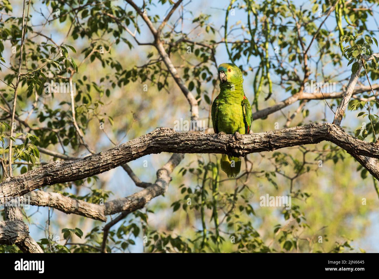 Monk parakeet, Myiopsitta monachus, in Pampas forest environment, La ...