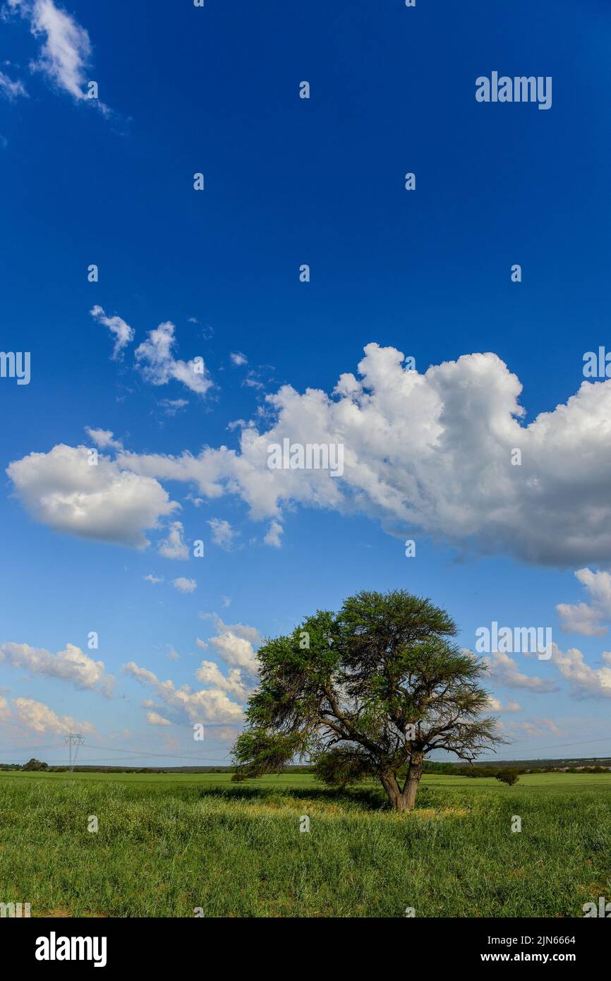 Calden, Prosopis Caldenia) in Pampas landscape, typical tree of the ...