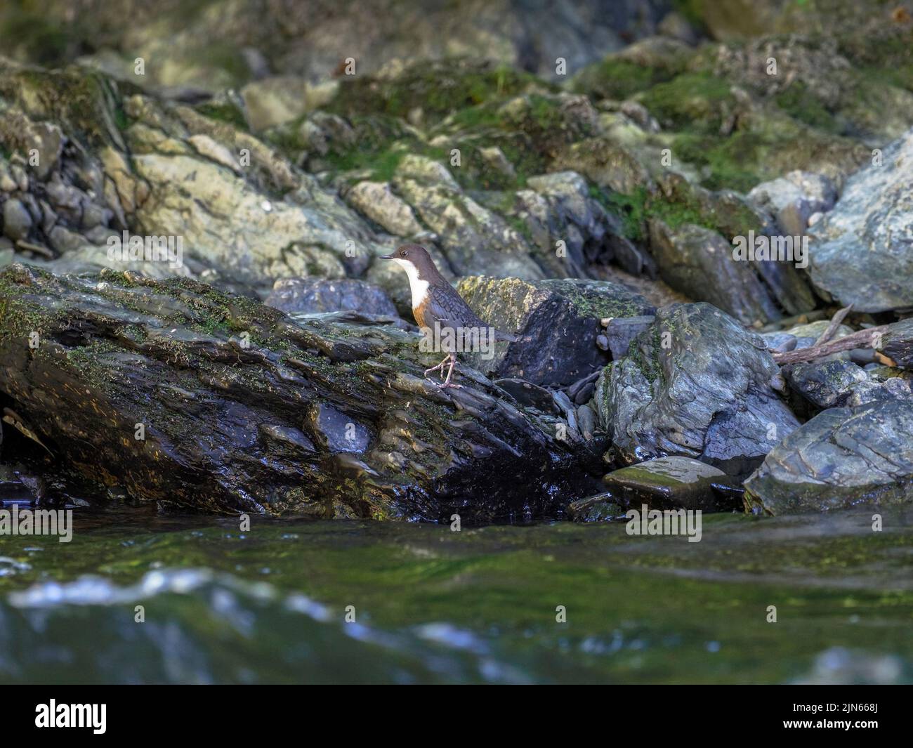 Dipper bird wales hi-res stock photography and images - Alamy