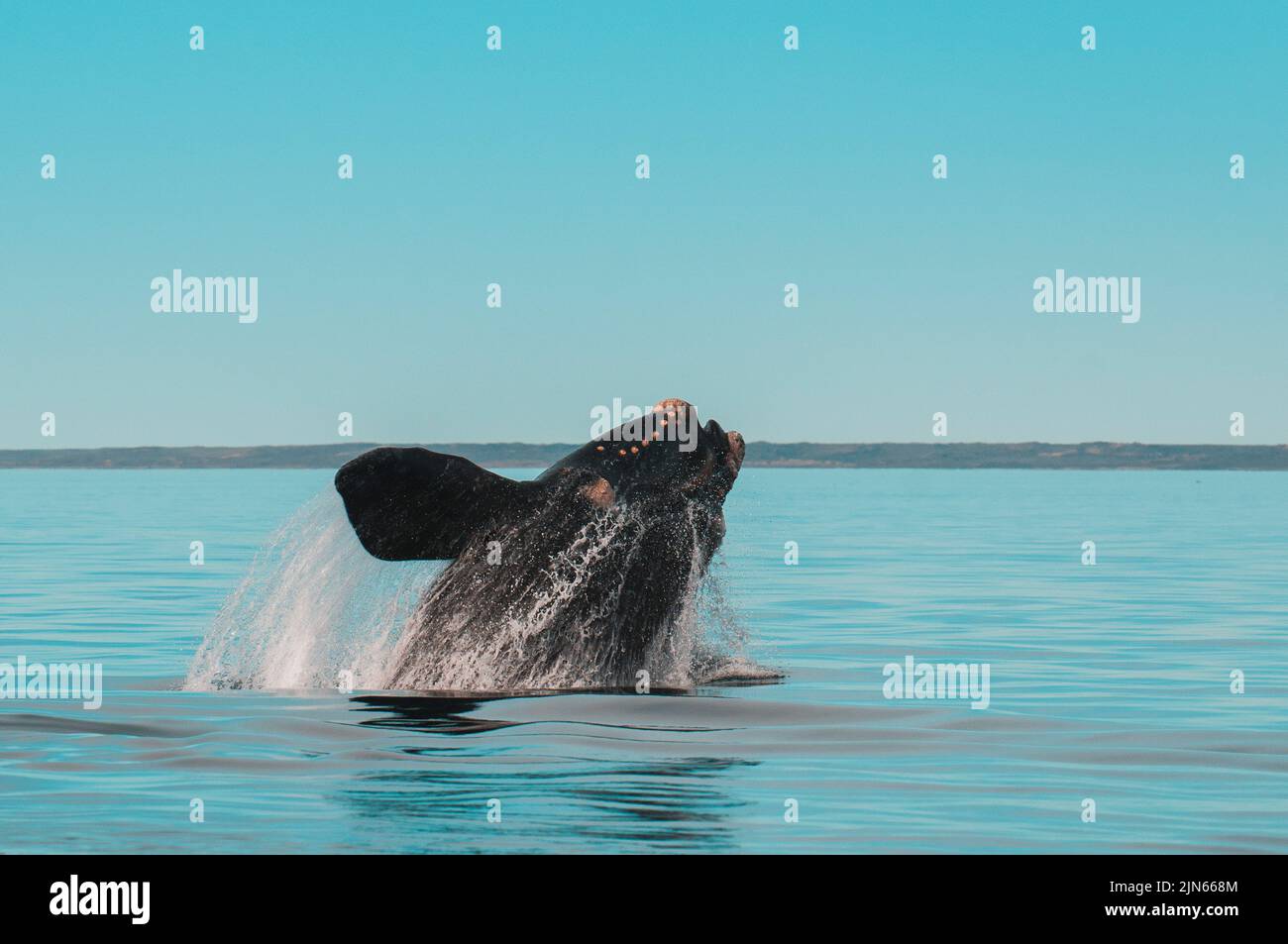Southern right whale jumping, Peninsula Valdes, Patagonia, Argentina ...