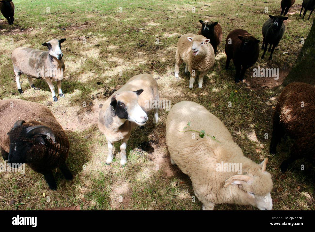 group of british sheep in a devon field england UK Stock Photo - Alamy