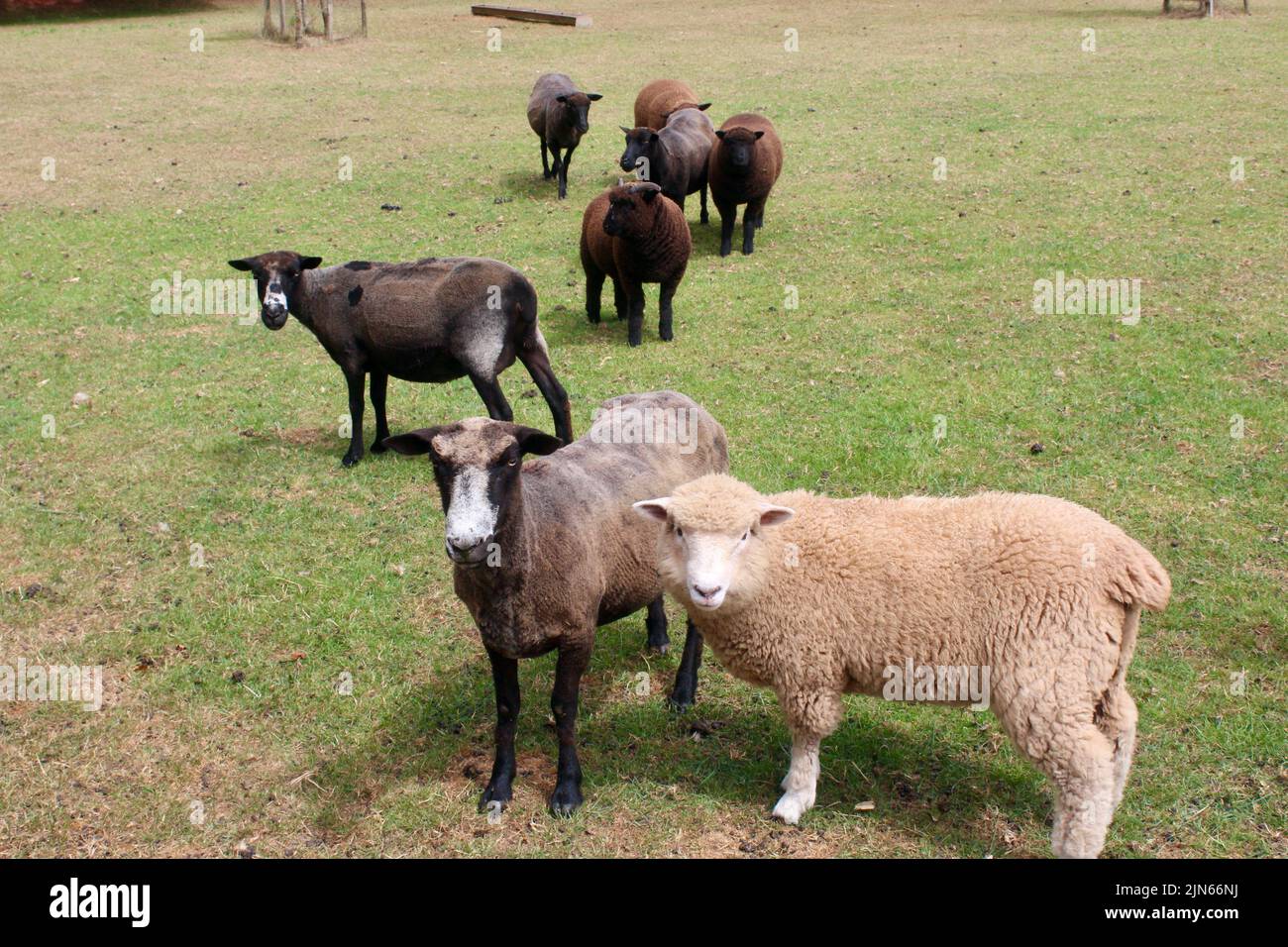 group of british sheep in a devon field england UK Stock Photo - Alamy