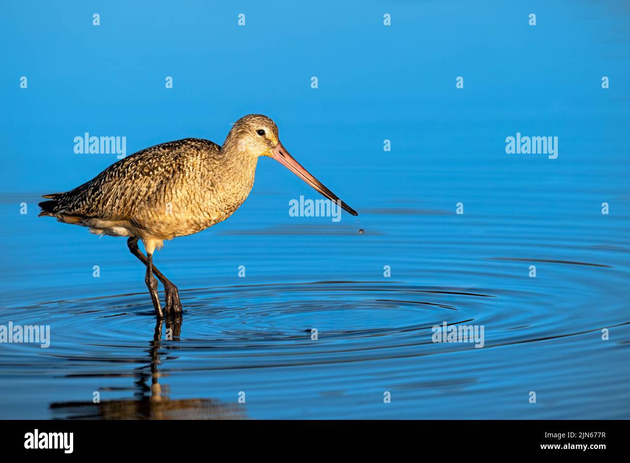 A beautiful marbled godwit at Esquimalt Lagoon, Canada with water ...