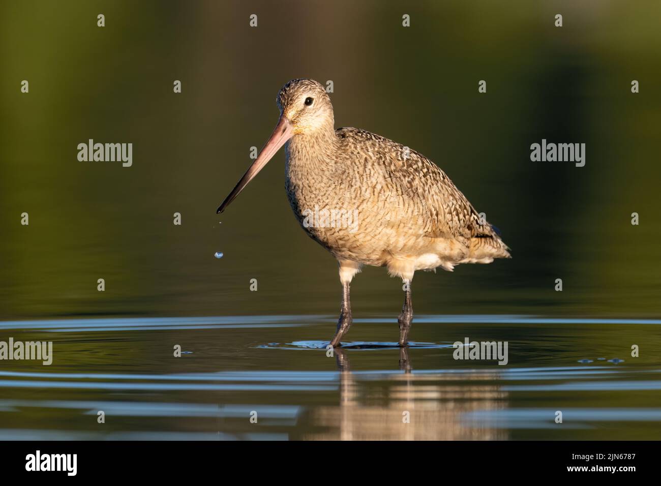 A beautiful, chubby marbled godwit at Esquimalt Lagoon with water ...