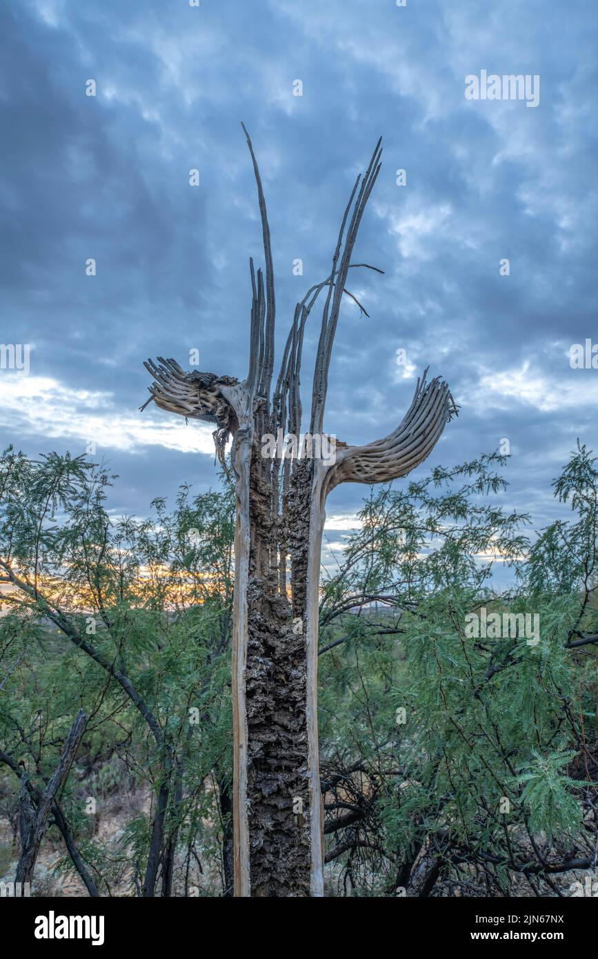 Dead cactus against the cloudy sky at Sabino Canyon State Park in ...