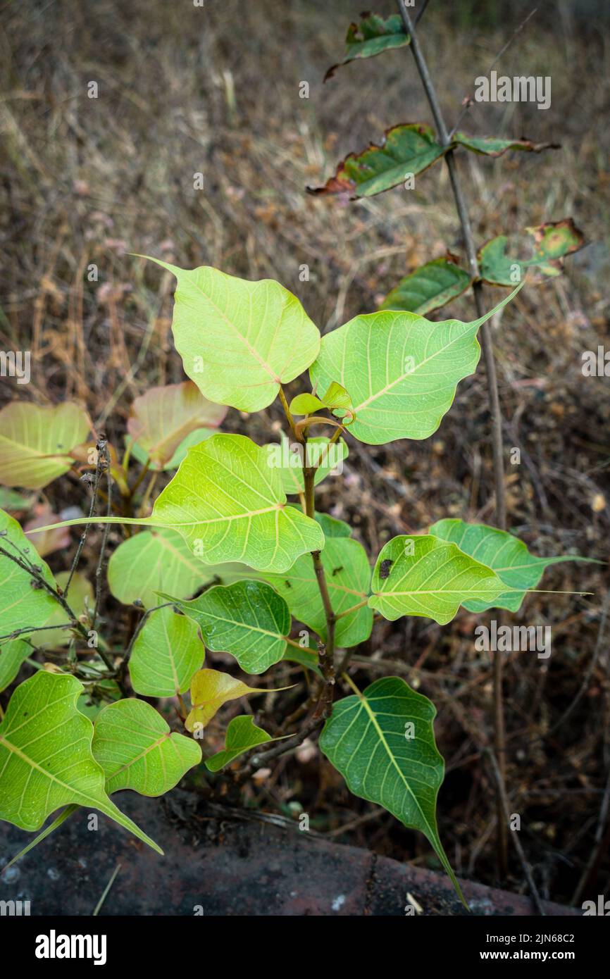 A close up shot of a young sacred fig, Ficus religiosa plant growing in ...
