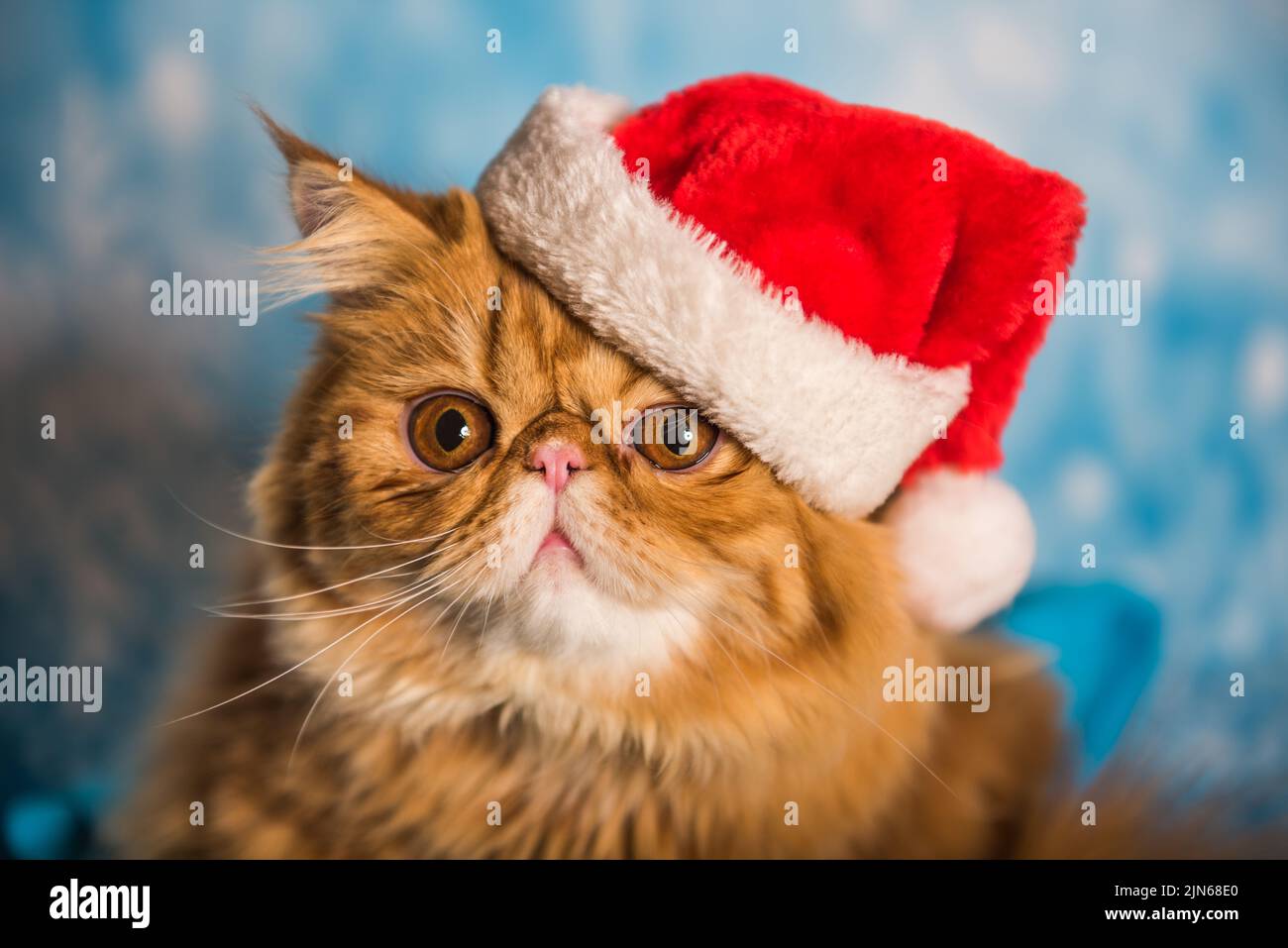 Red Persian cat in red Santa Claus hat on Christmas Stock Photo - Alamy