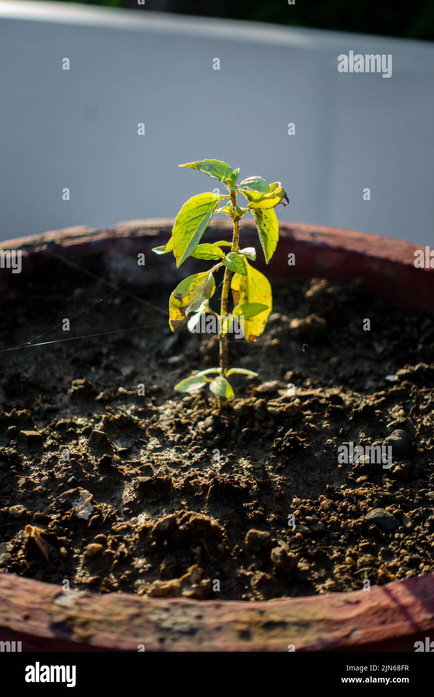 A Closeup top shot of basil plant also called Tulsi plant in a red mud ...