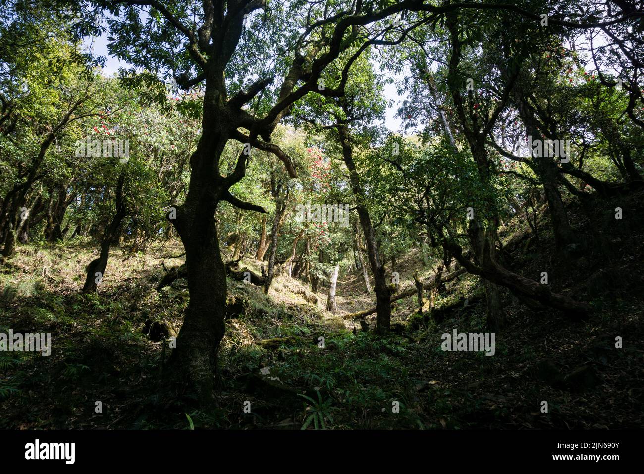 Buransh ,Rhododendron Arboreum trees in the forest with blooming red ...