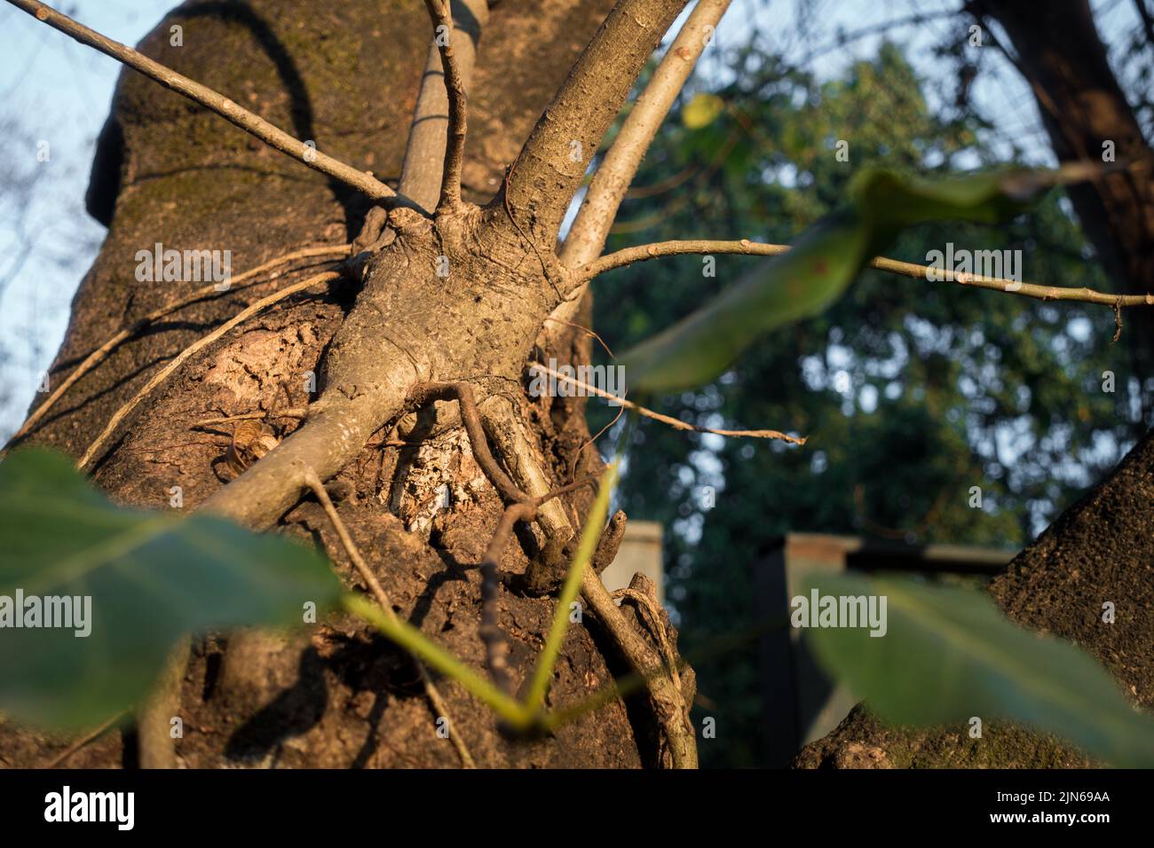 A stem growing out of a trunk of a banyan tree, Ficus benghalensis ...