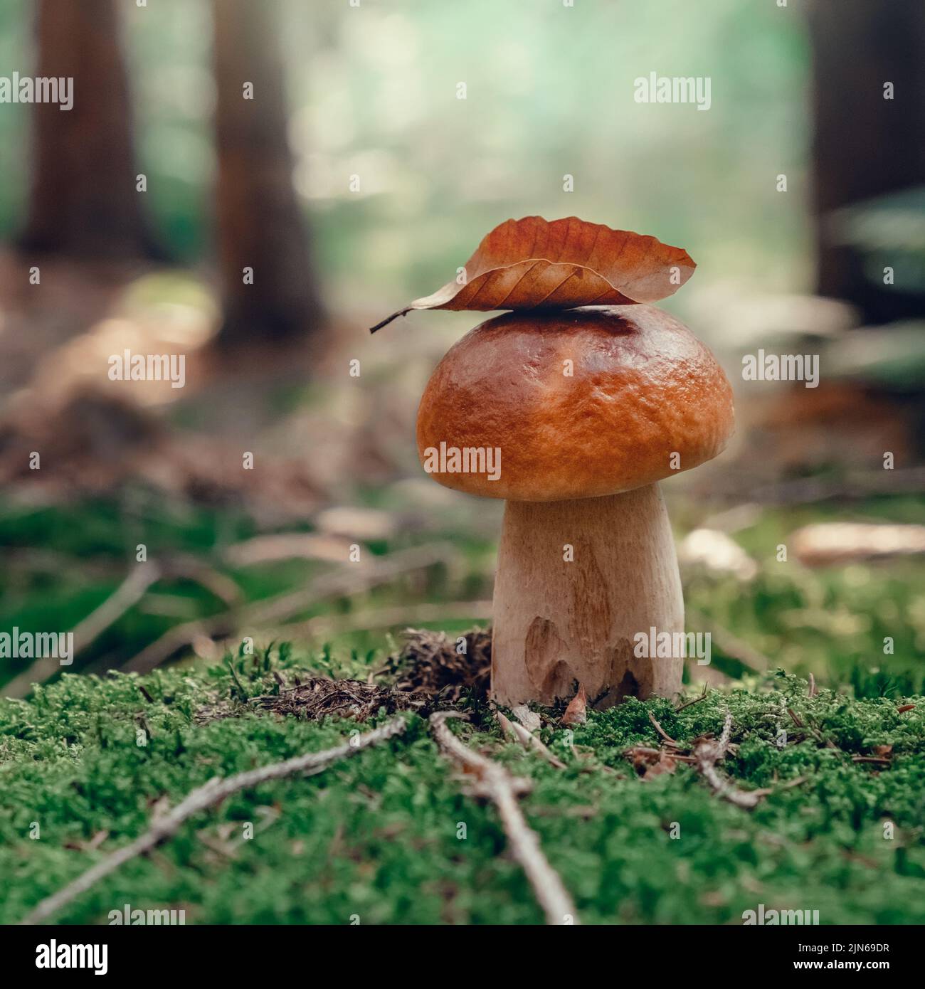 Mushroom. Porcini on moss. Boletus edulis in forest Stock Photo - Alamy
