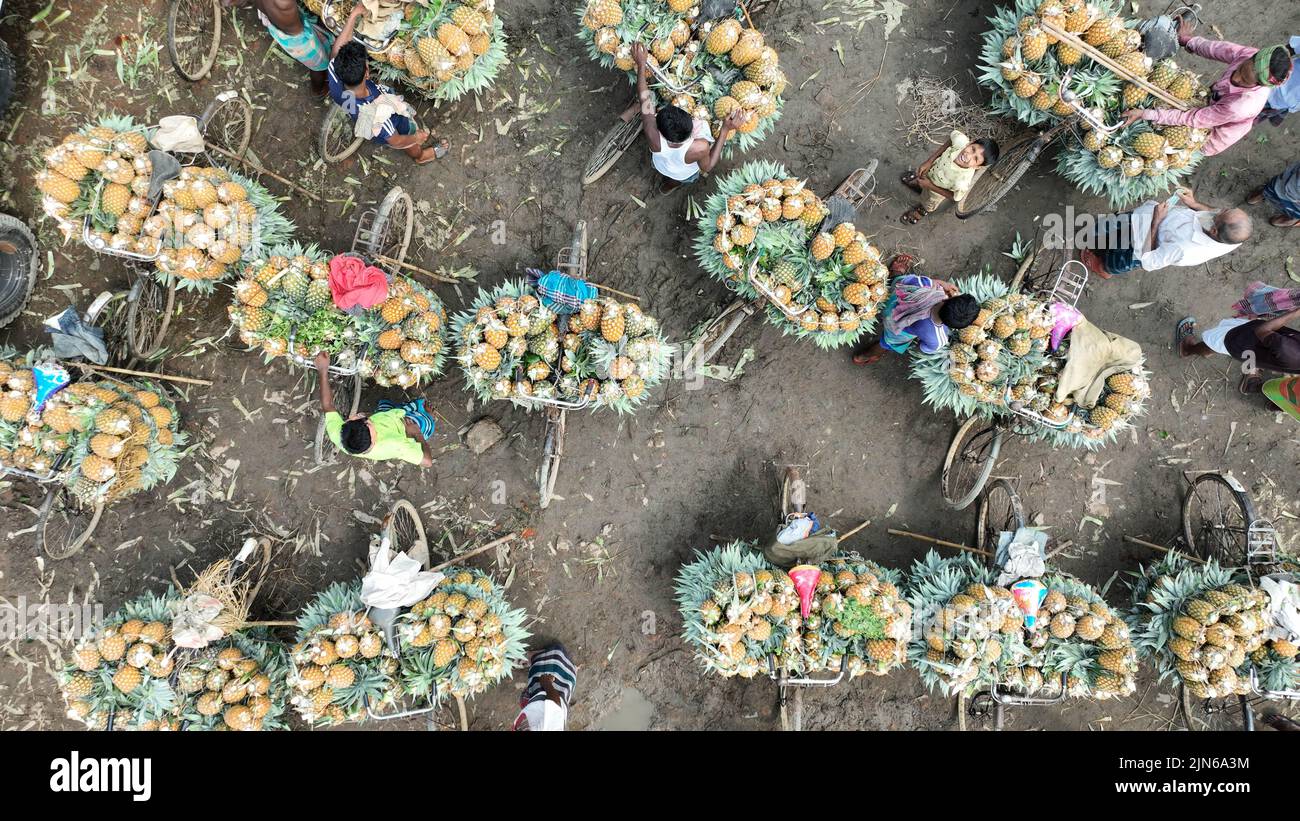 Pineapple harvesting in Tangail, Bangladesh Stock Photo - Alamy