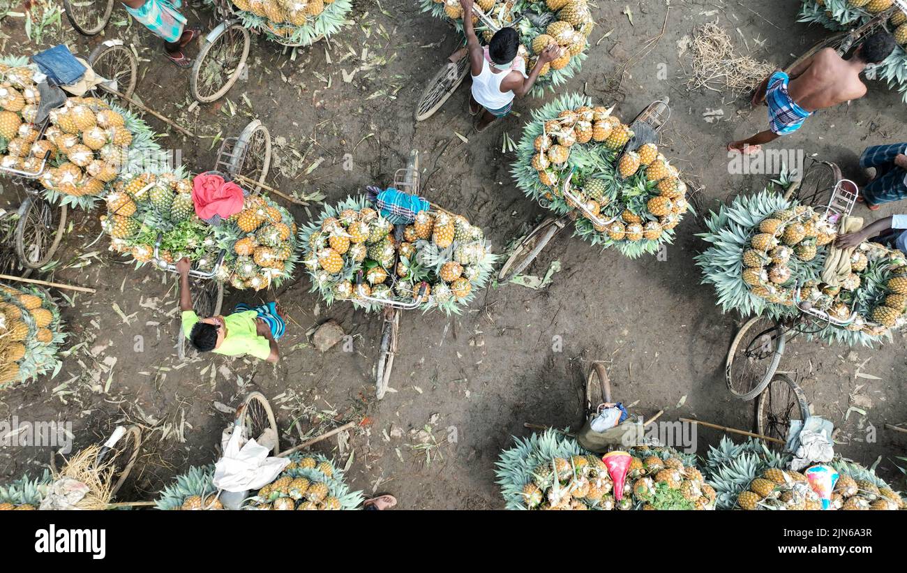 Pineapple harvesting in Tangail, Bangladesh Stock Photo - Alamy