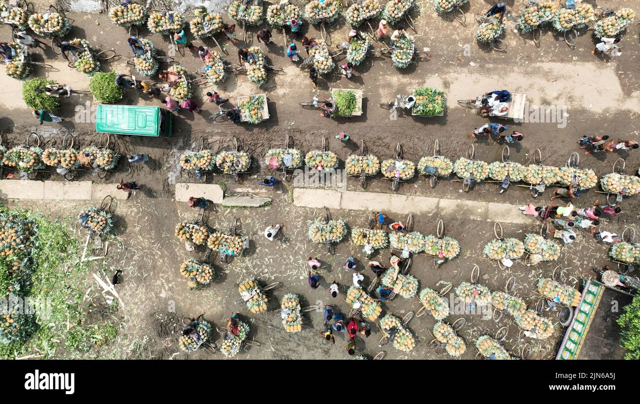 Pineapple harvesting in Tangail, Bangladesh Stock Photo - Alamy