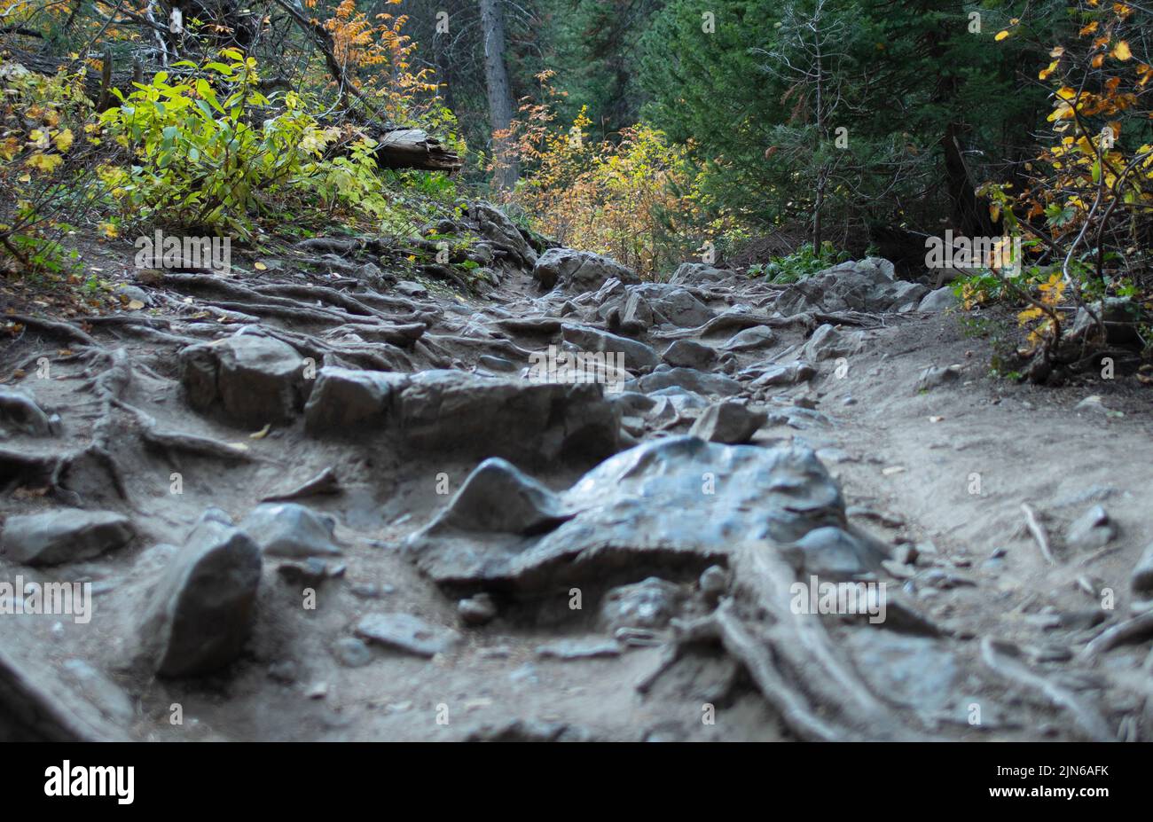 A ground-level shot of a road with rocks and exposed tree roots in a ...