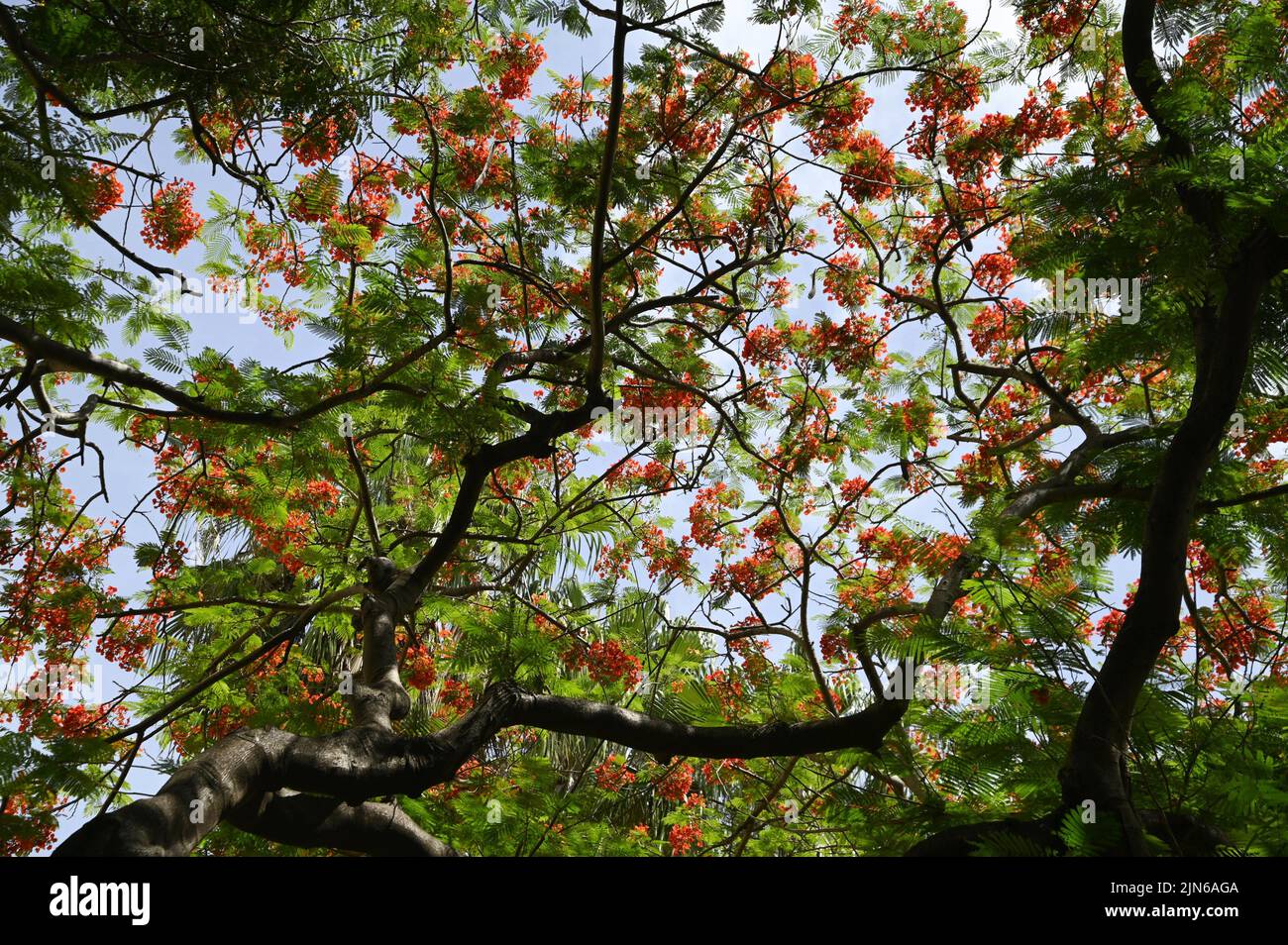 Royal Poinciana (Delonix Regia) the popular tropical flamboyant tree on ...