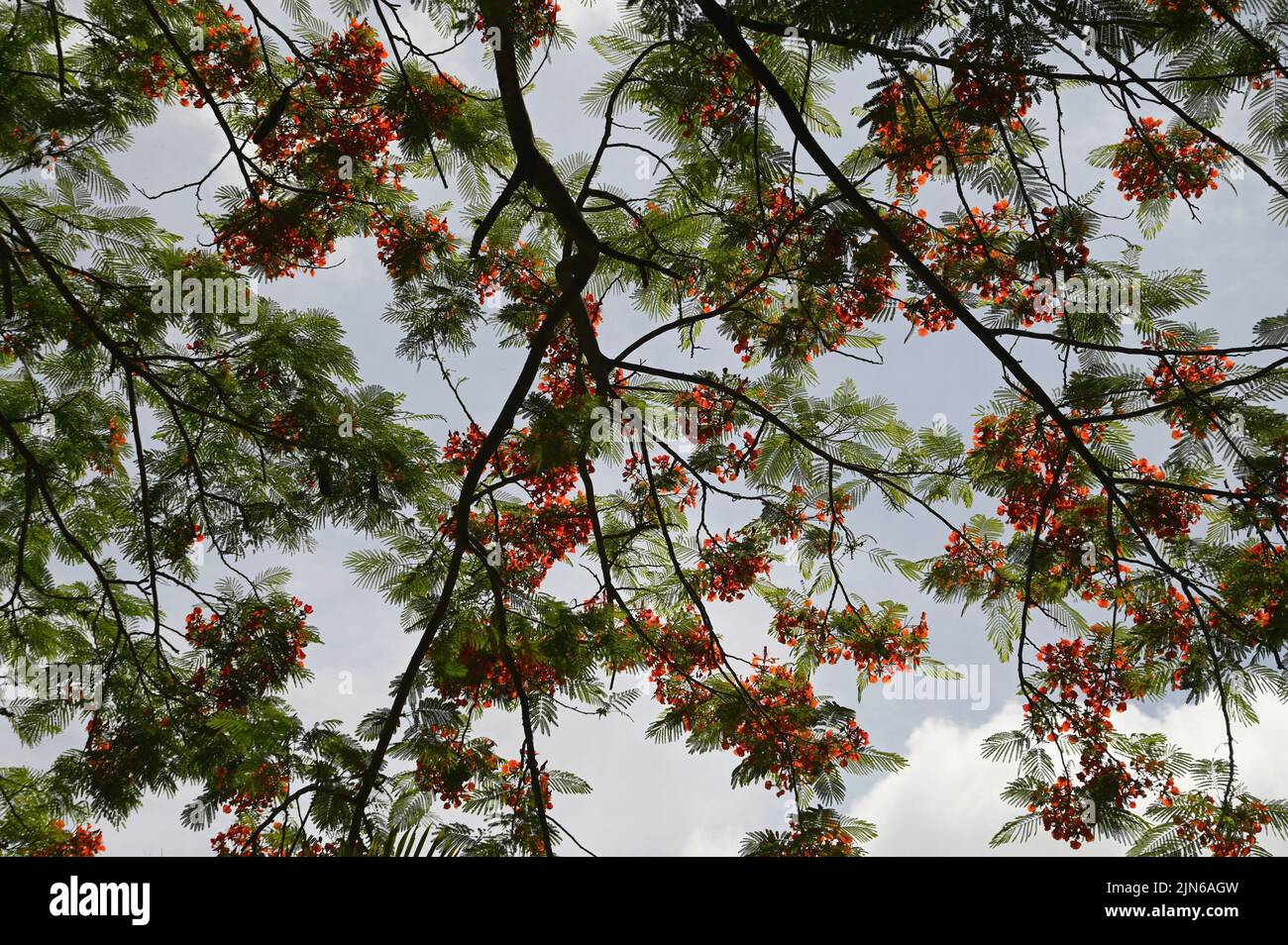 Royal Poinciana (Delonix Regia) the popular tropical flamboyant tree on ...