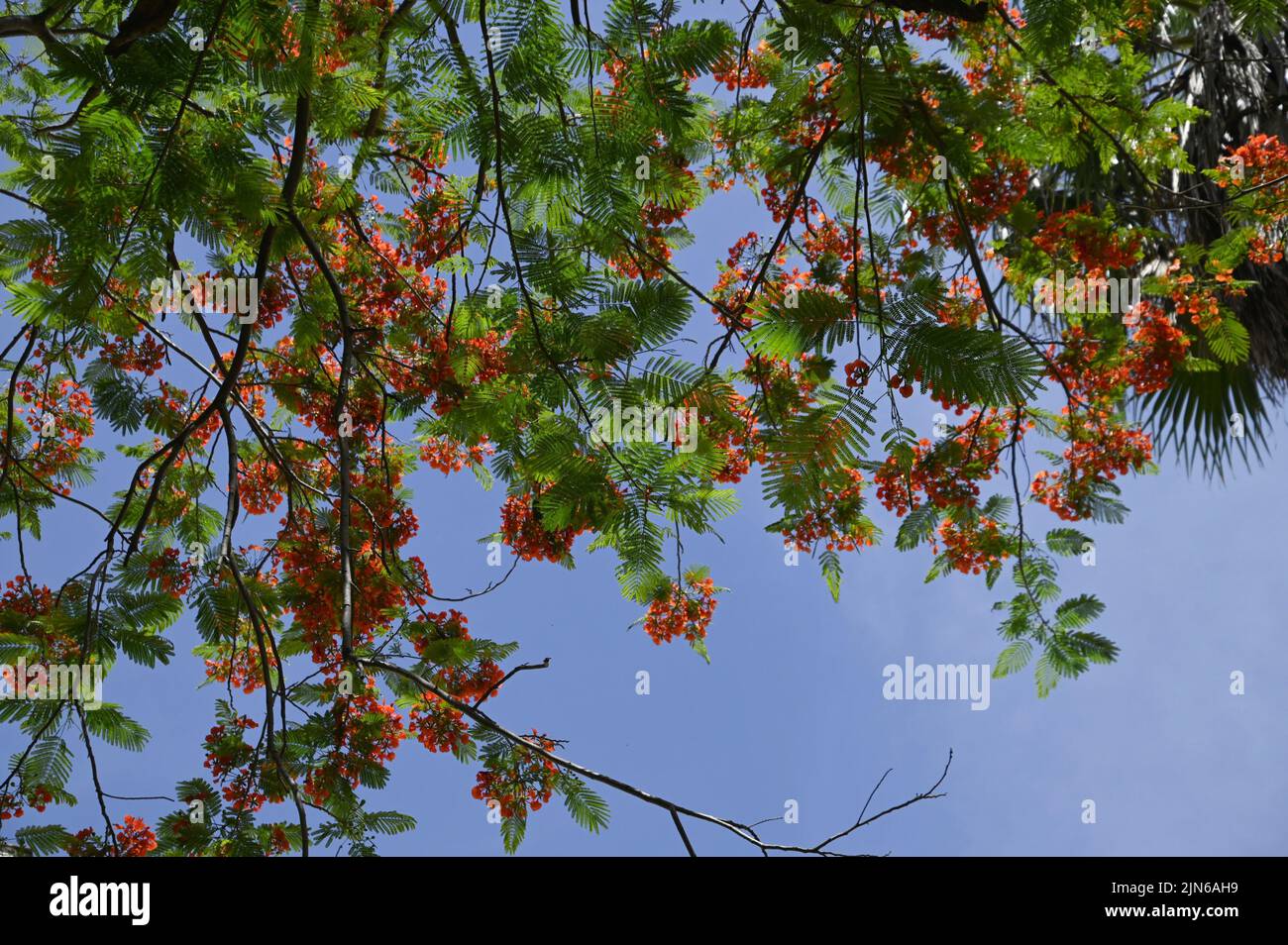 Royal Poinciana (Delonix Regia) the popular tropical flamboyant tree on ...