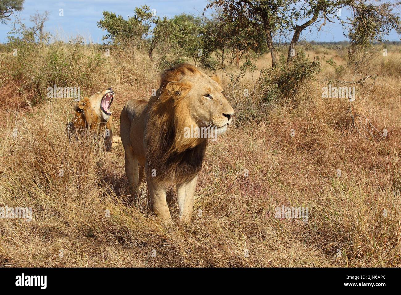 Afrikanischer Löwe / African lion / Panthera leo Stock Photo - Alamy