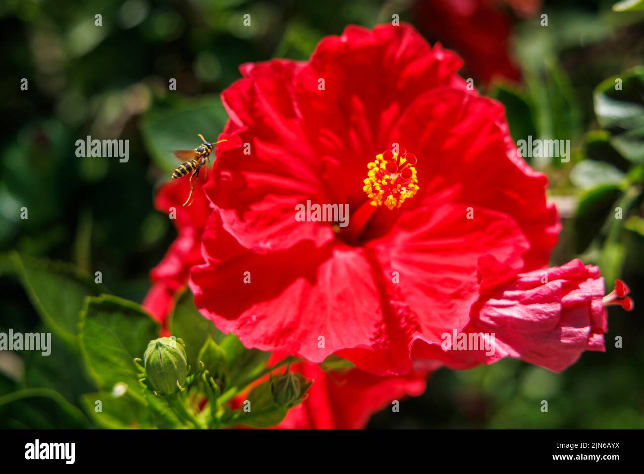 A Hibiscus flower in Greece.It is in the Mallow family Malvaceae.The ...