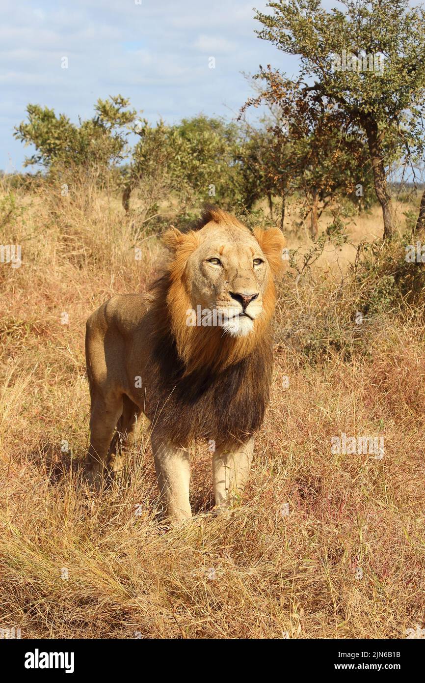 Afrikanischer Löwe / African lion / Panthera leo Stock Photo - Alamy