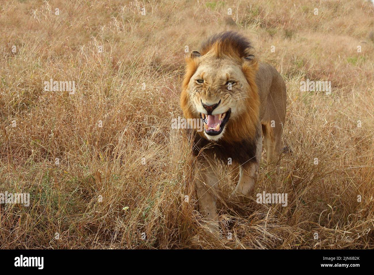 Afrikanischer Löwe / African lion / Panthera leo Stock Photo - Alamy