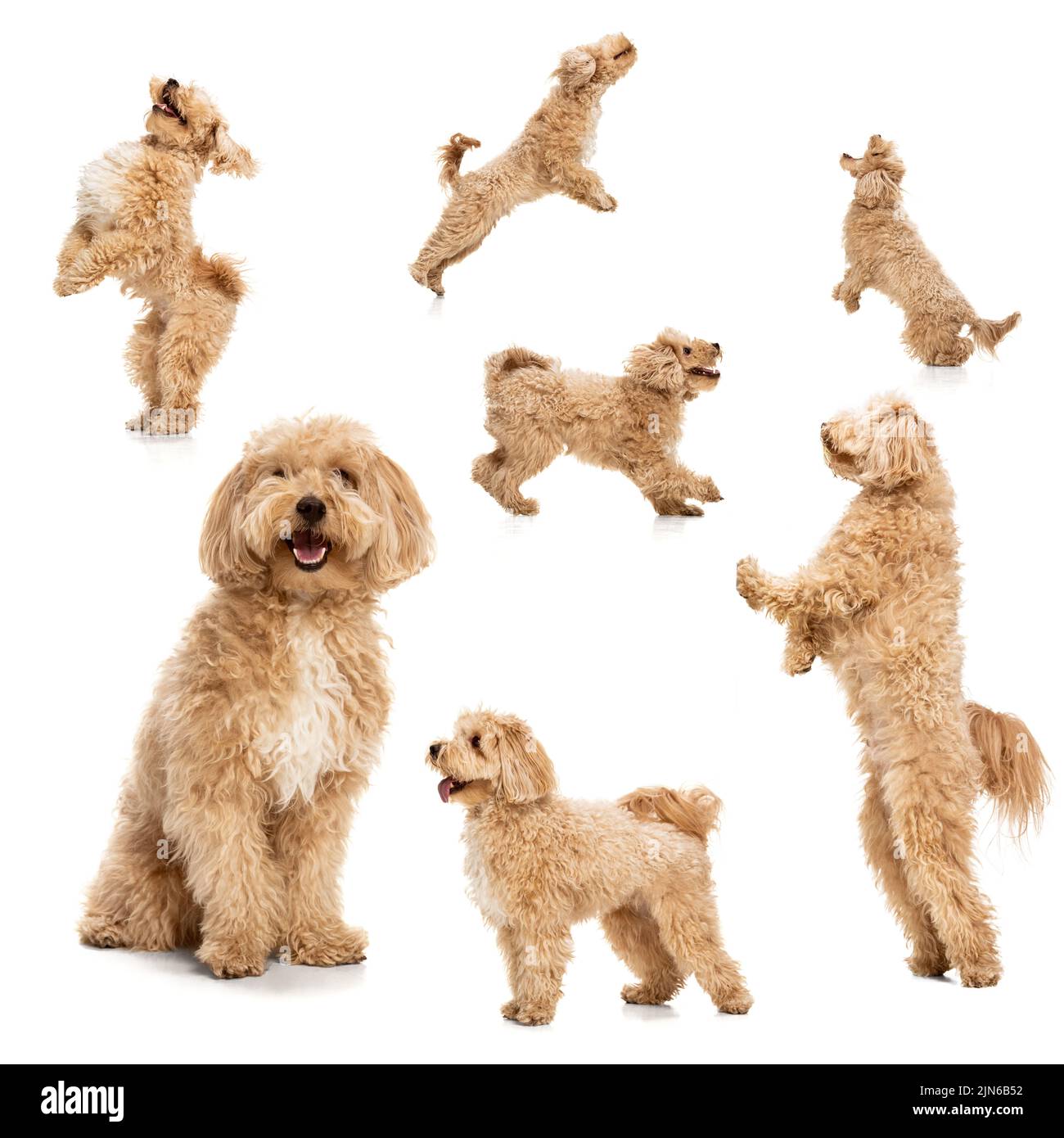 Cute golden color dog, Maltipoo in different poses over white ...
