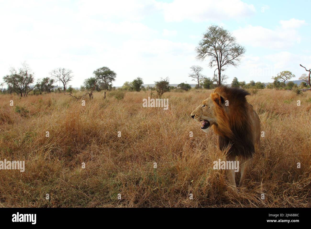 Afrikanischer Löwe / African lion / Panthera leo Stock Photo - Alamy