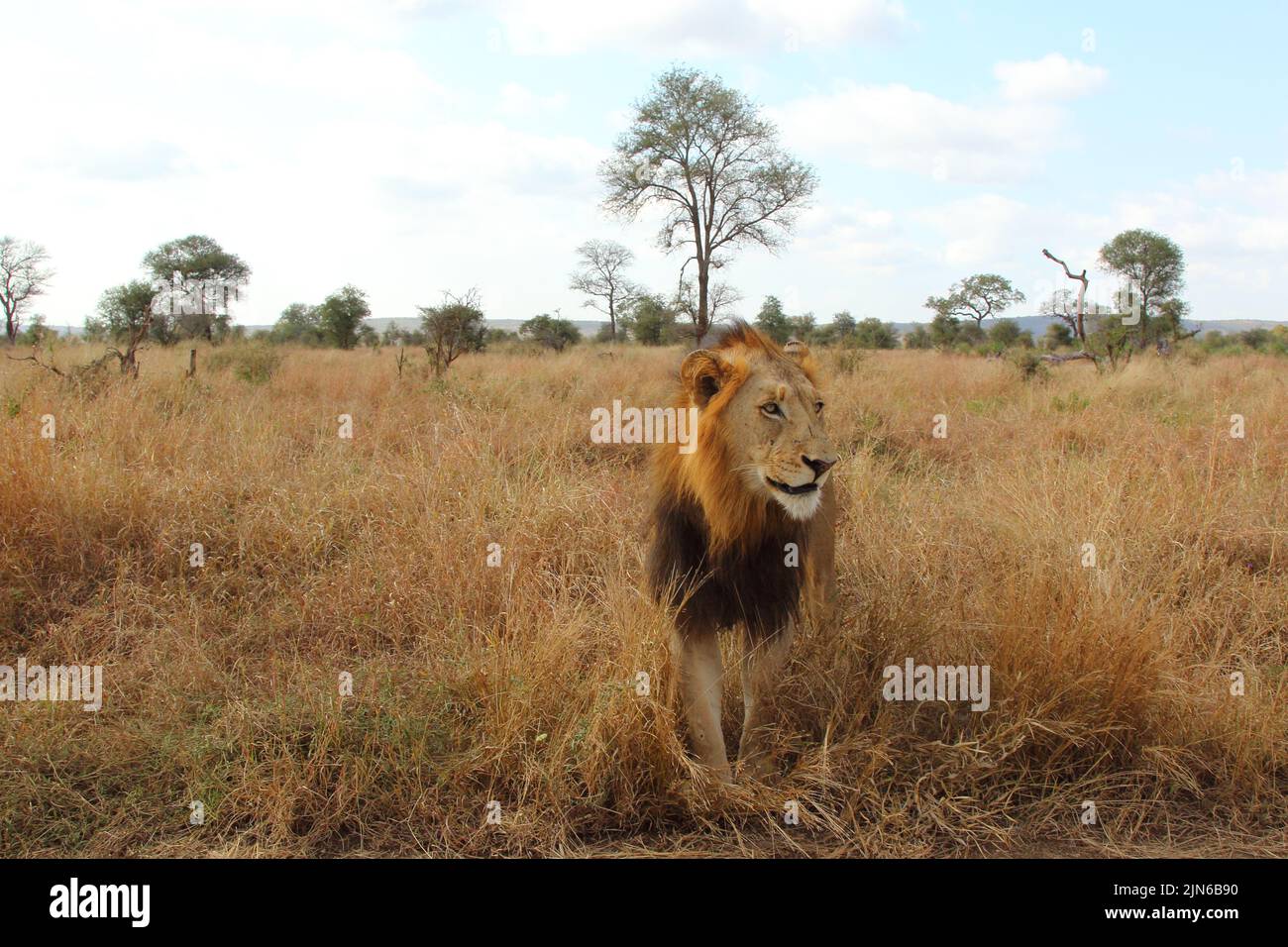Afrikanischer Löwe / African lion / Panthera leo Stock Photo - Alamy