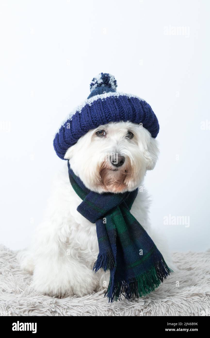 An adorable bichon frise wearing a scarf and hat on white background ...