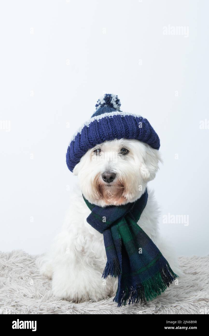 An adorable bichon frise wearing a scarf and hat on white background ...
