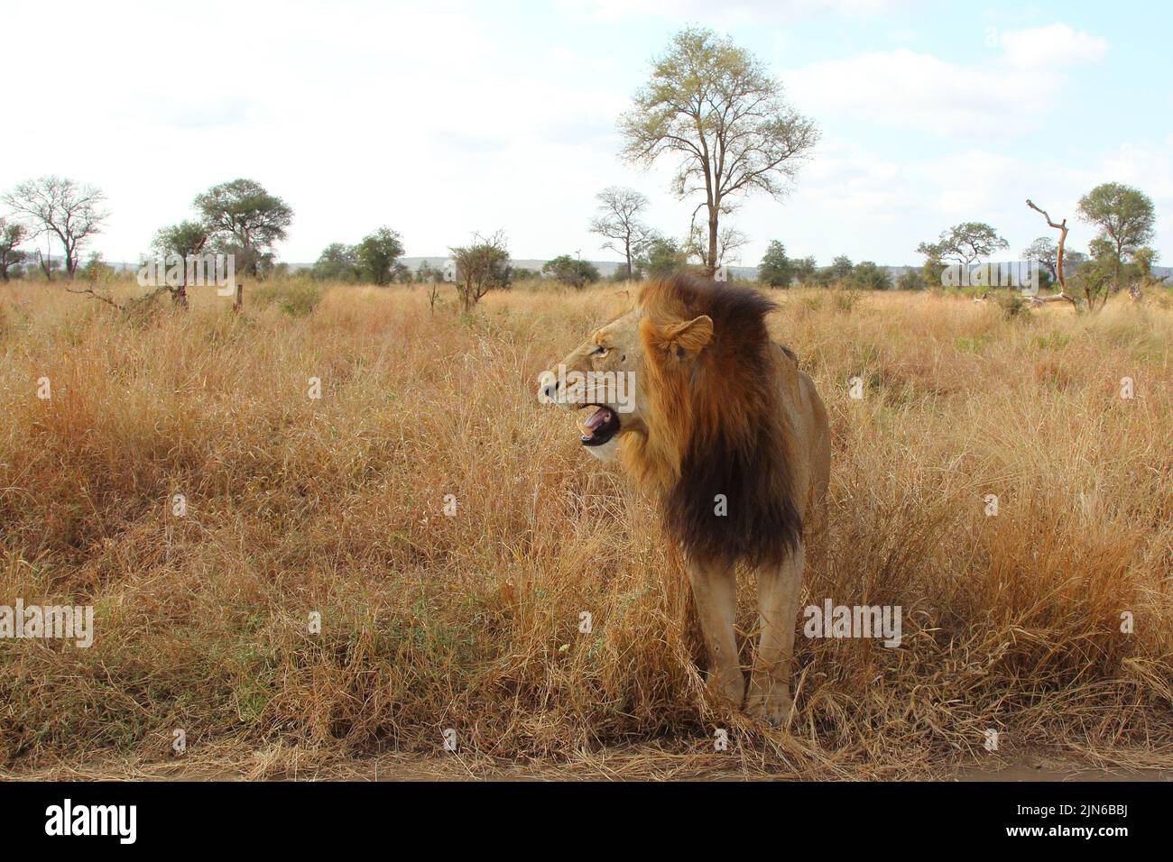 Afrikanischer Löwe / African lion / Panthera leo Stock Photo - Alamy