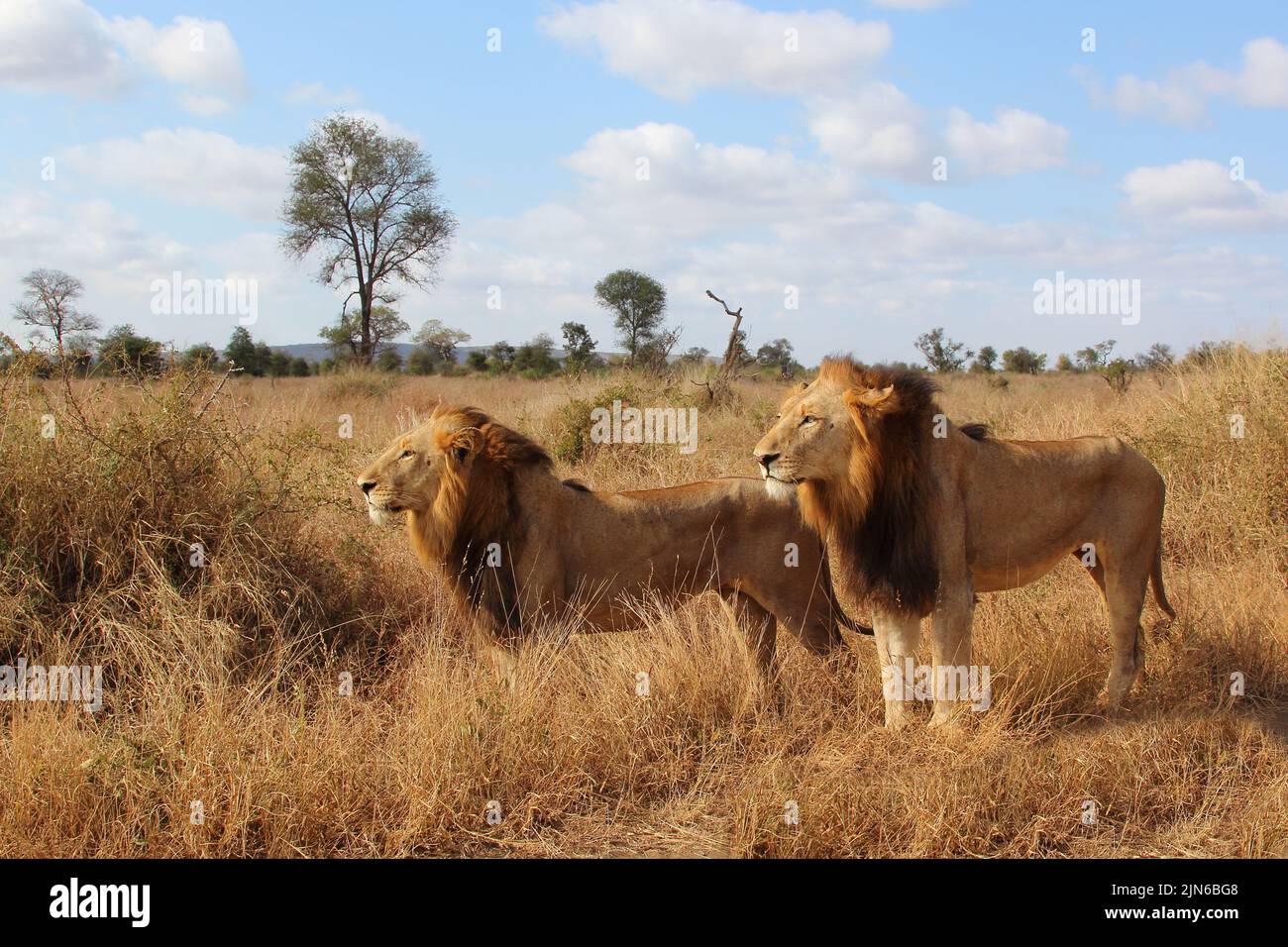 Afrikanischer Löwe / African lion / Panthera leo Stock Photo - Alamy