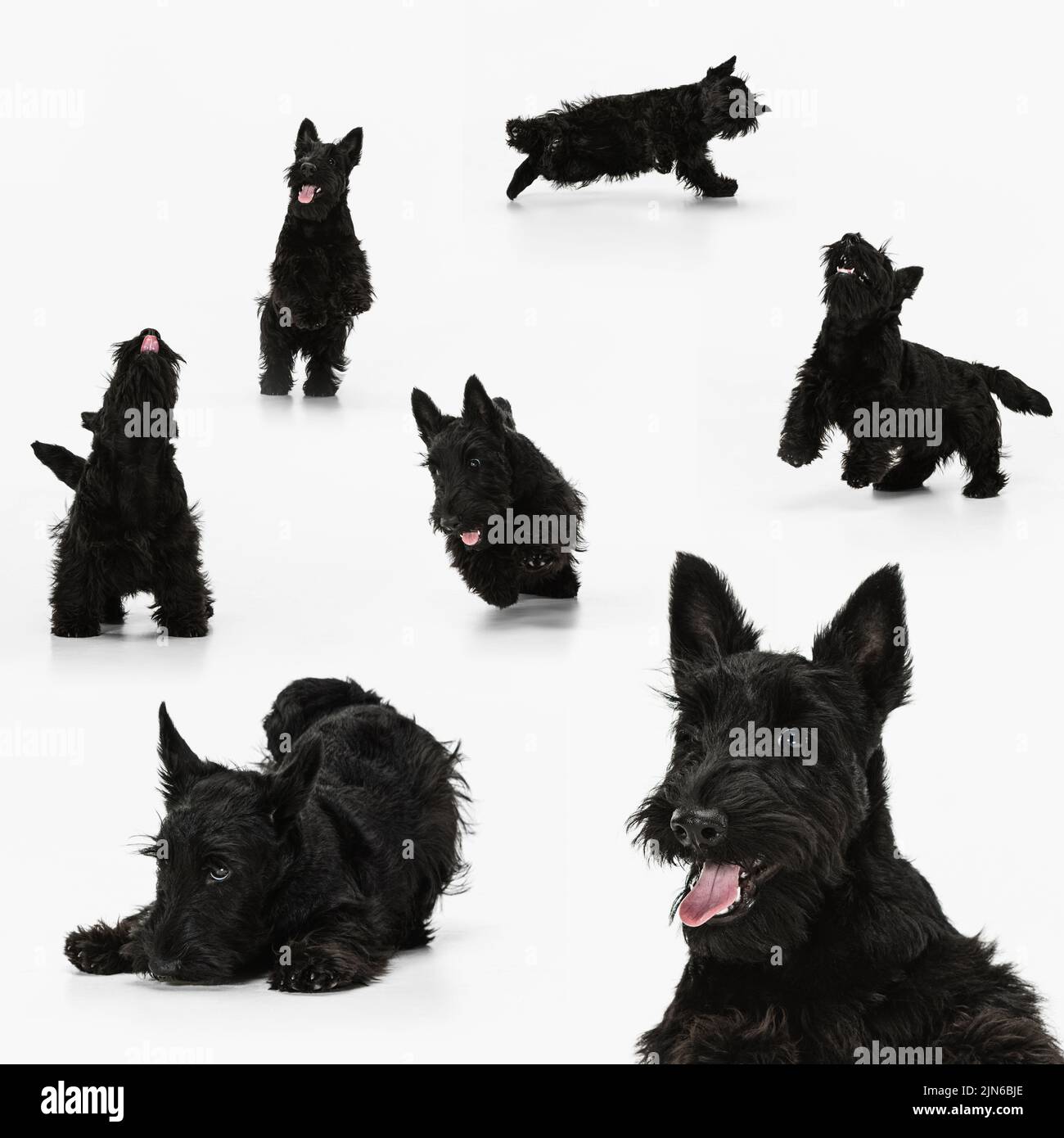 Collage about beautiful purebred cute dog, black scottish terrier ...