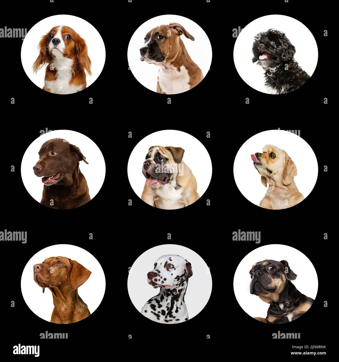 Collage photo set portraits hi-res stock photography and images - Alamy