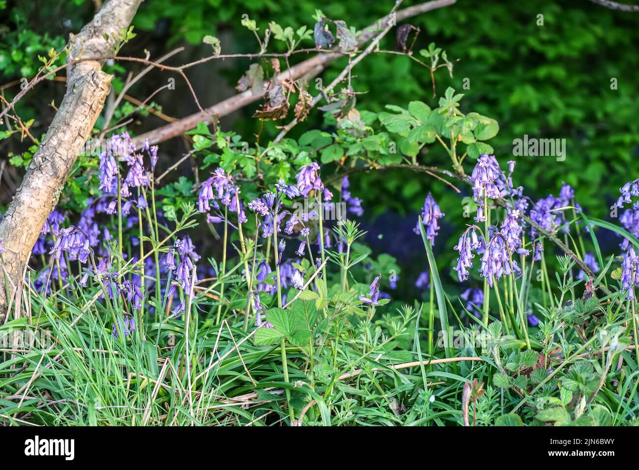 A close-up shot of bluebells in the nature Stock Photo - Alamy