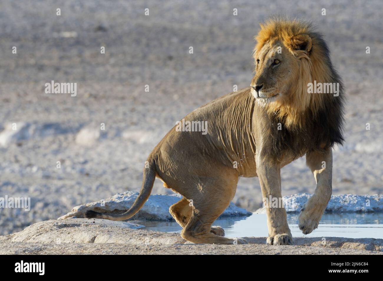 African lion (Panthera leo), lying adult male lion rising, at waterhole ...