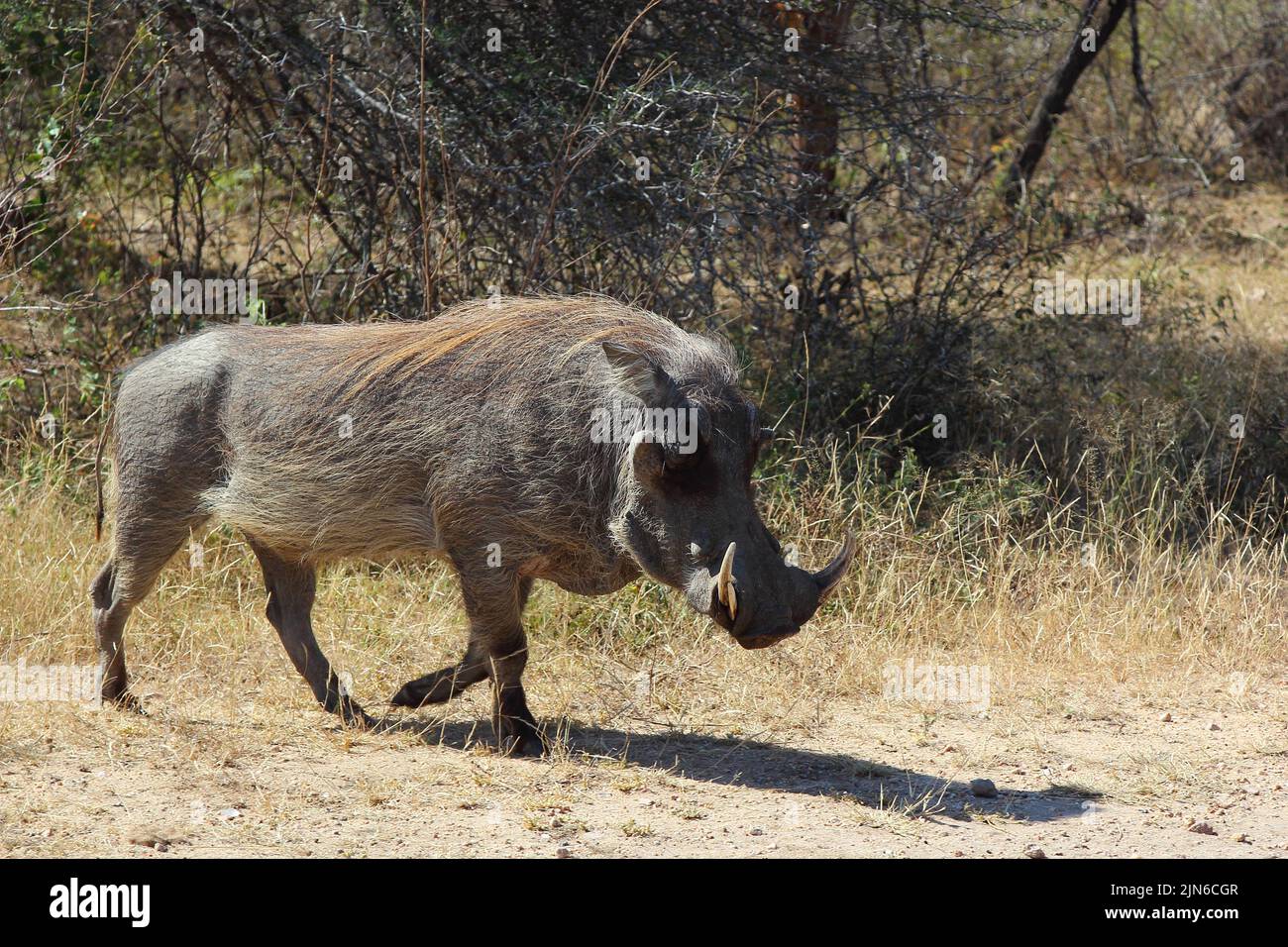 Warzenschwein / Warthog / Phacochoerus africanus Stock Photo - Alamy