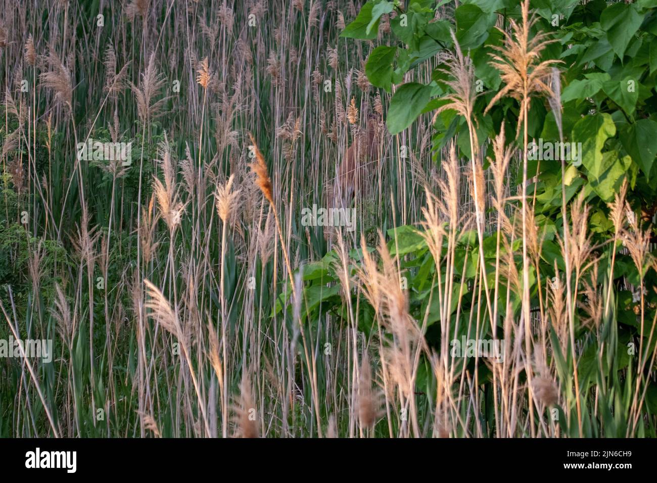 Common reed along the platte river side . High quality photo Stock ...