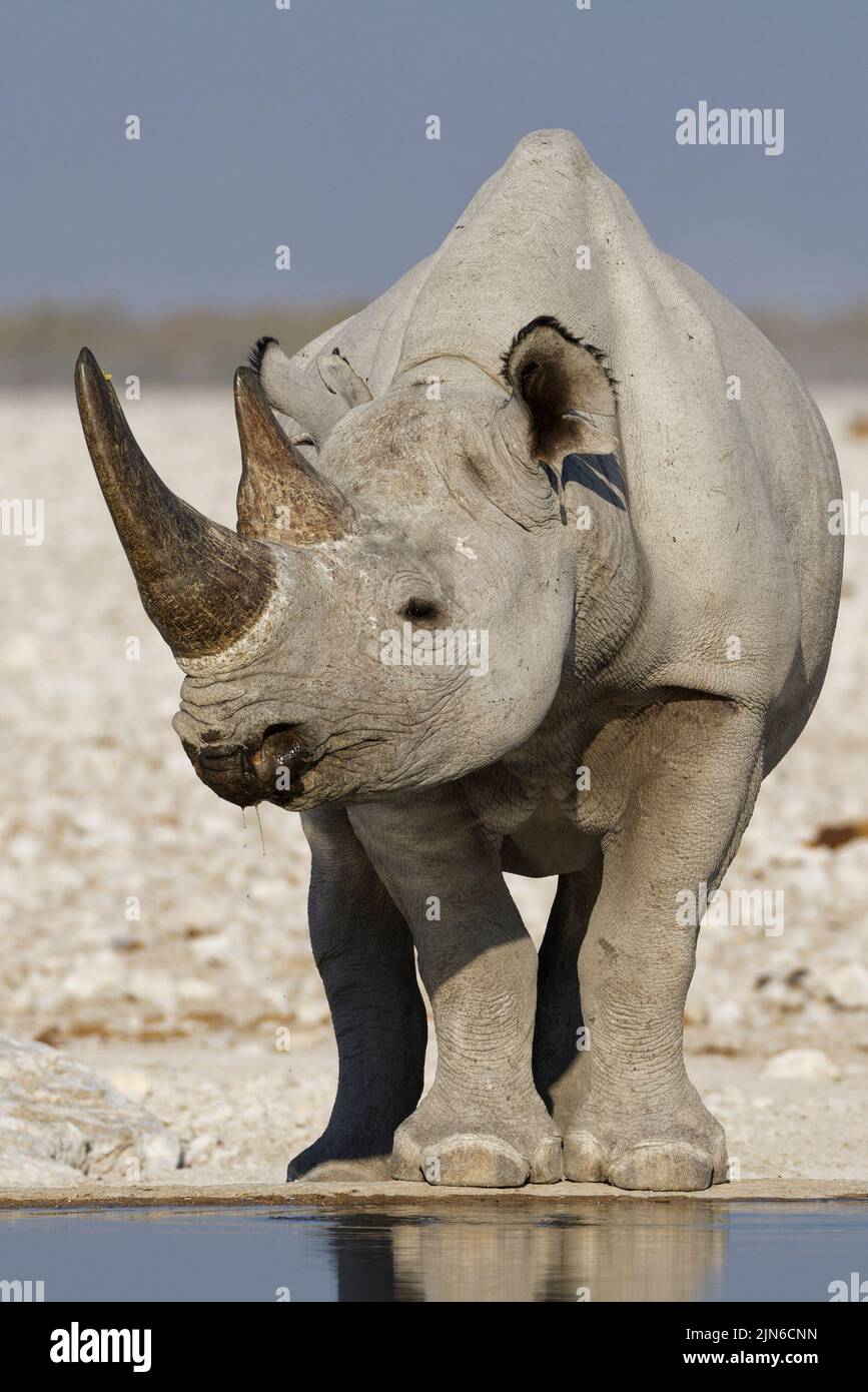 Black rhinoceros (Diceros bicornis), adult standing at waterhole ...