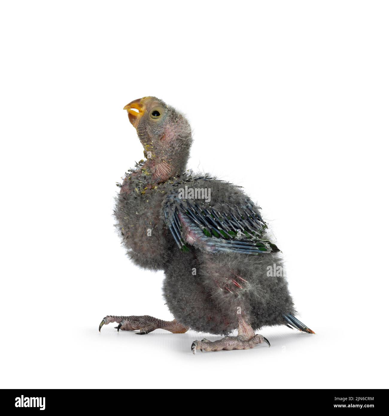 One week old Australian King Parrot aka Alisterus scapularis baby bird ...