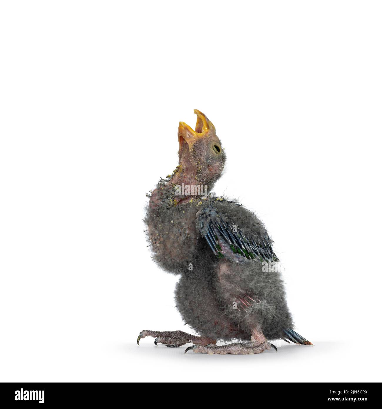 Australian bird feeding Cut Out Stock Images & Pictures - Alamy