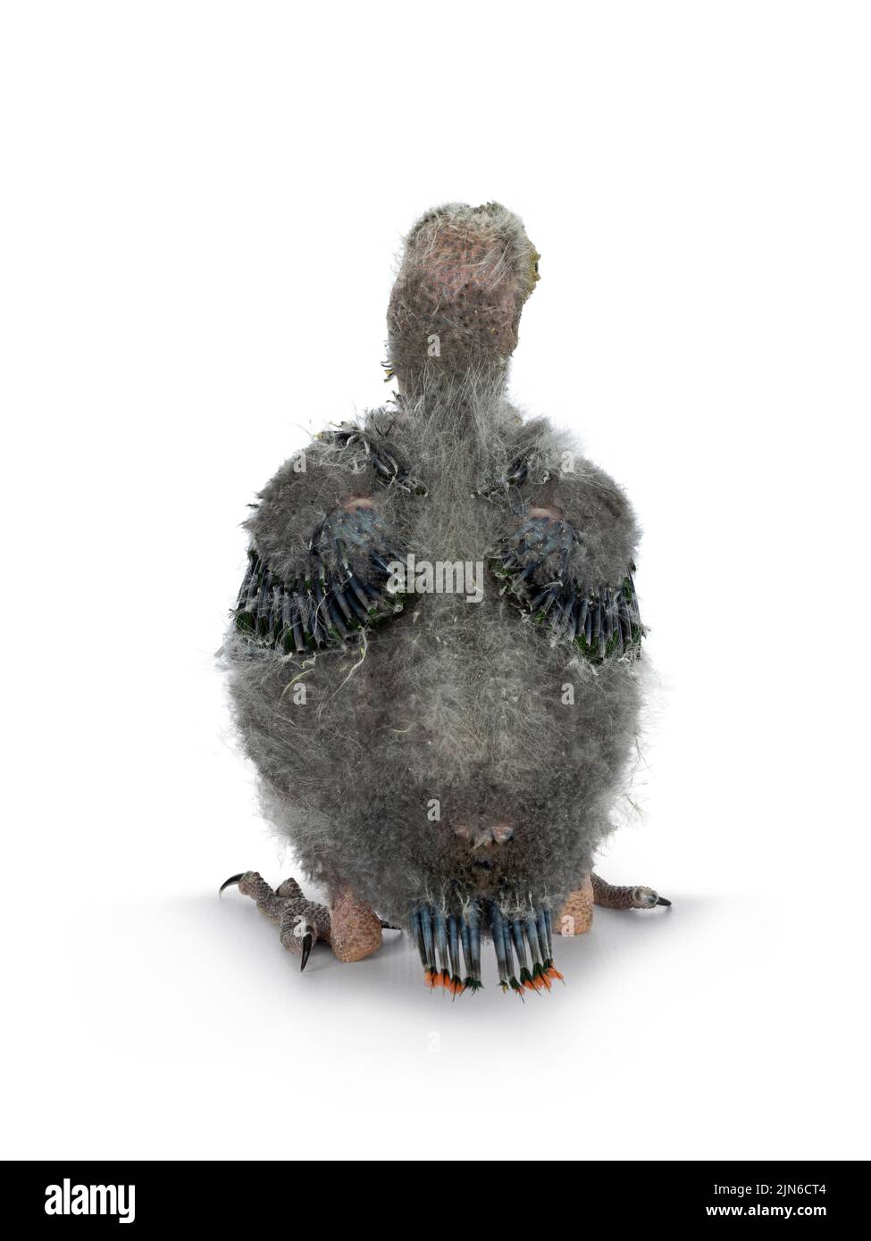 One week old Australian King Parrot aka Alisterus scapularis baby bird ...