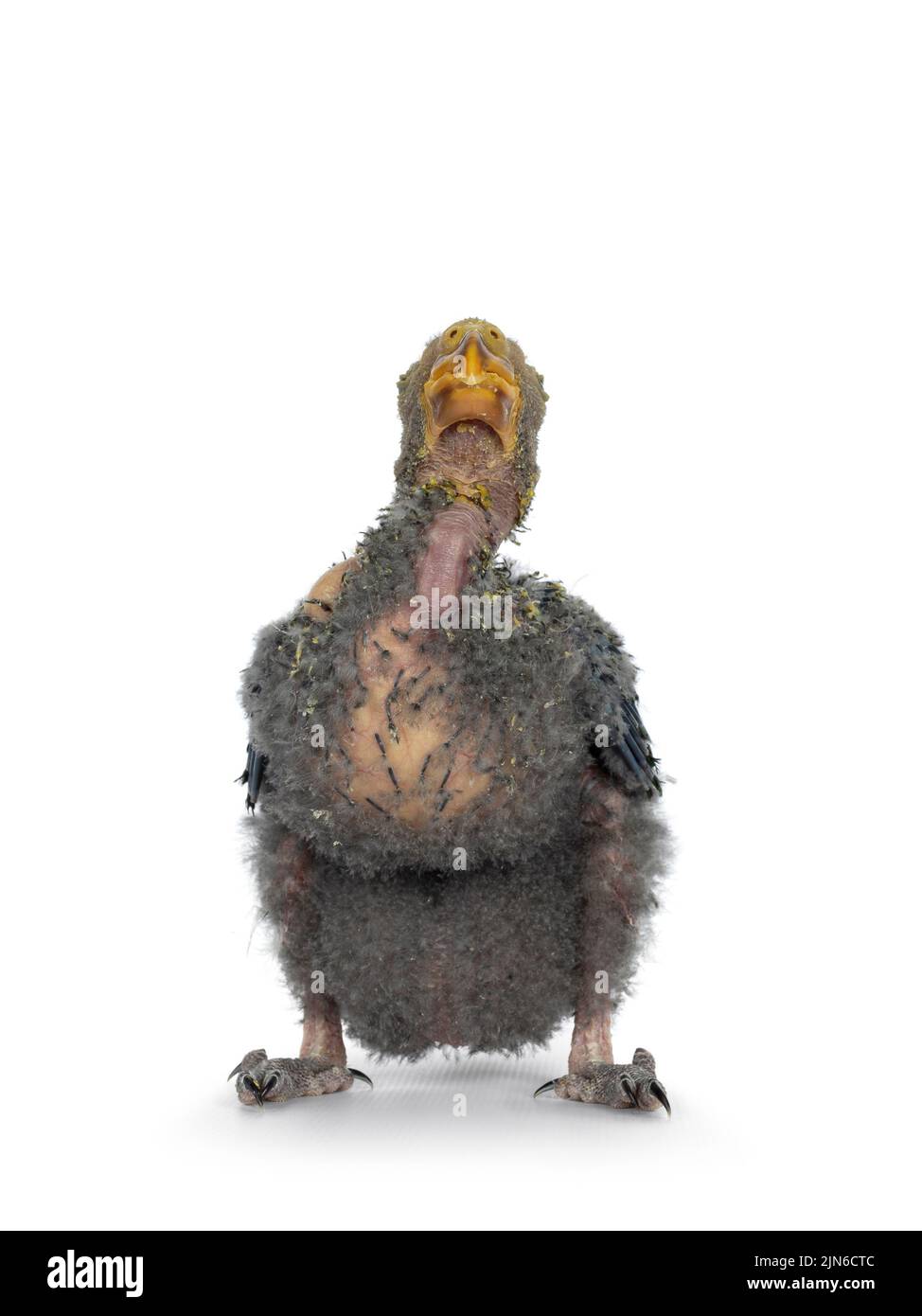 One week old Australian King Parrot aka Alisterus scapularis baby bird ...