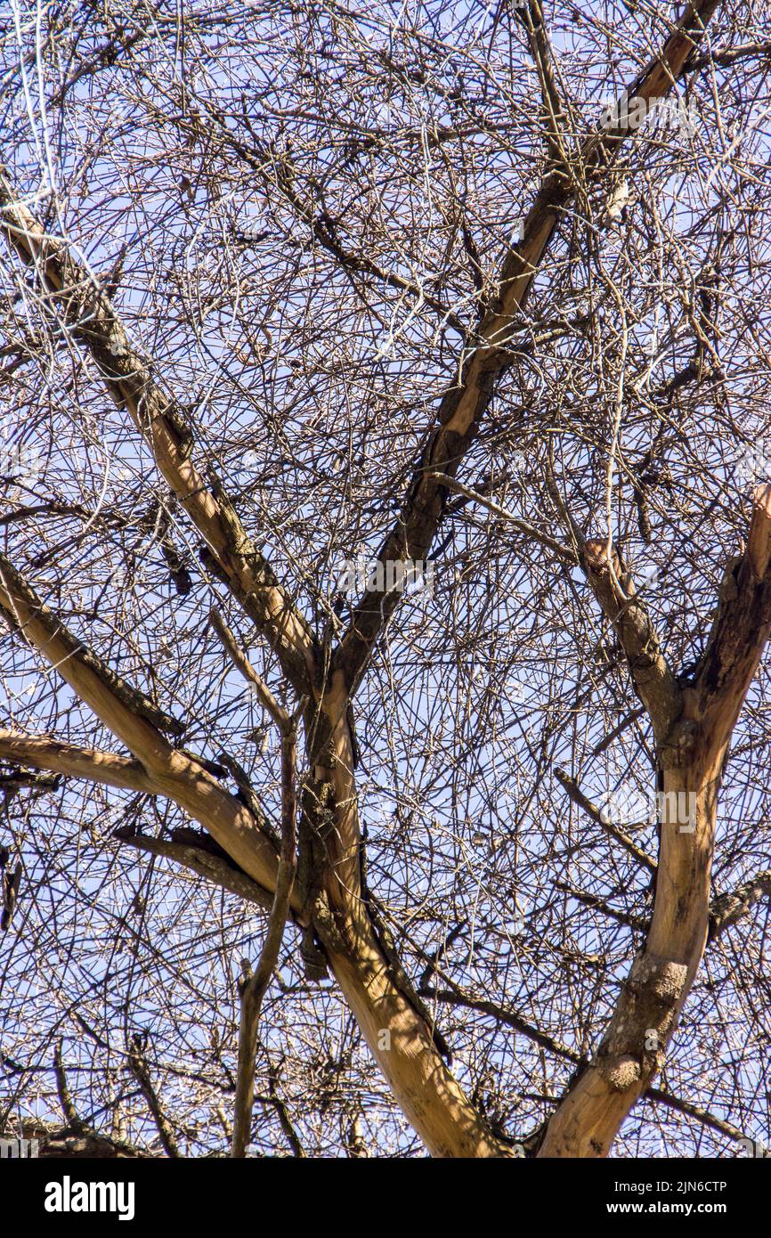 Knotted branches hi-res stock photography and images - Alamy