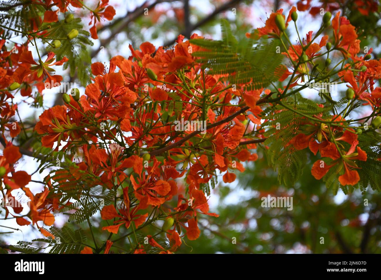 Royal Poinciana (Delonix Regia) the popular tropical flamboyant tree on ...