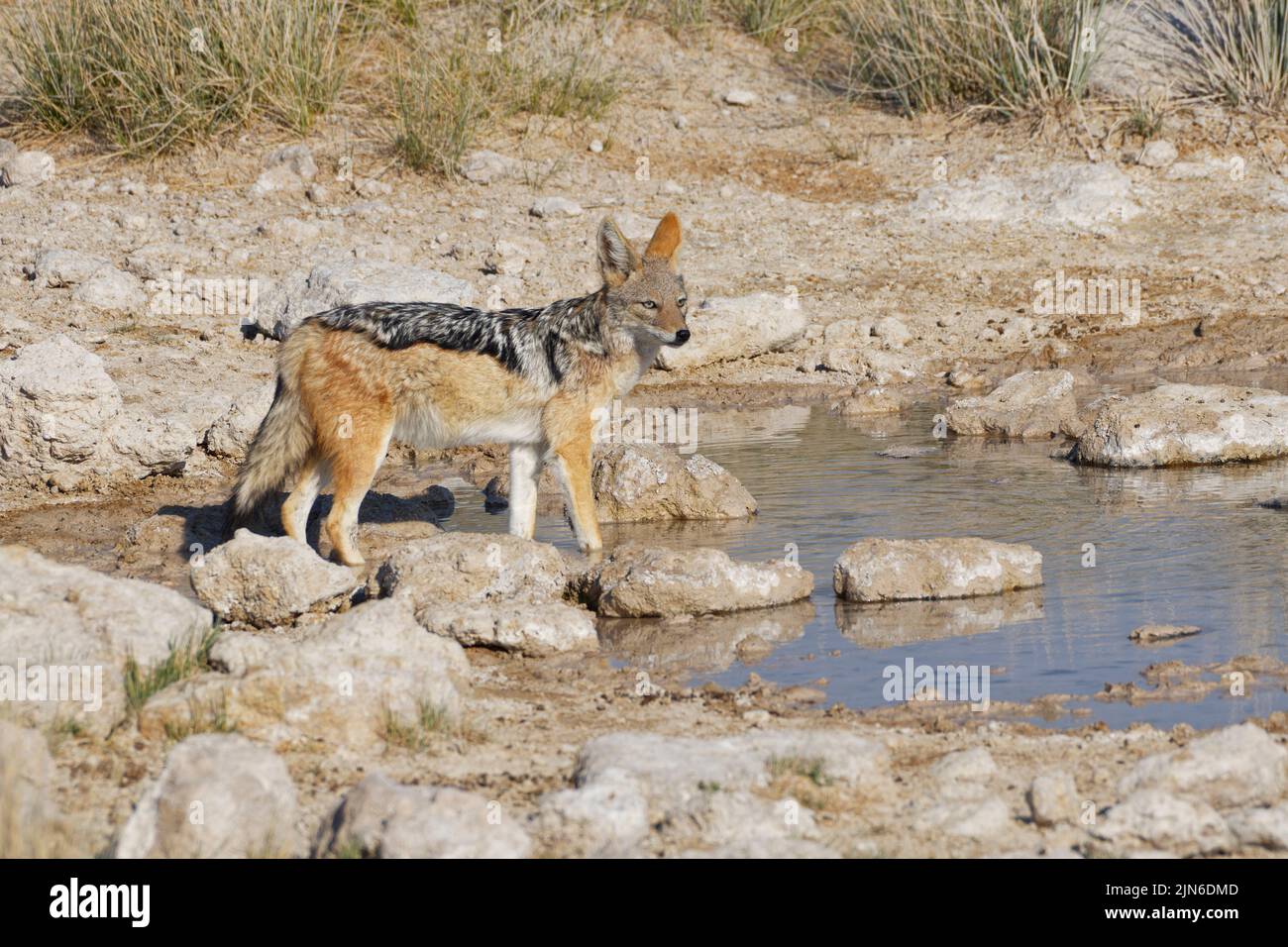 Cape black-backed jackal (Lupulella mesomelas), adult standing at ...