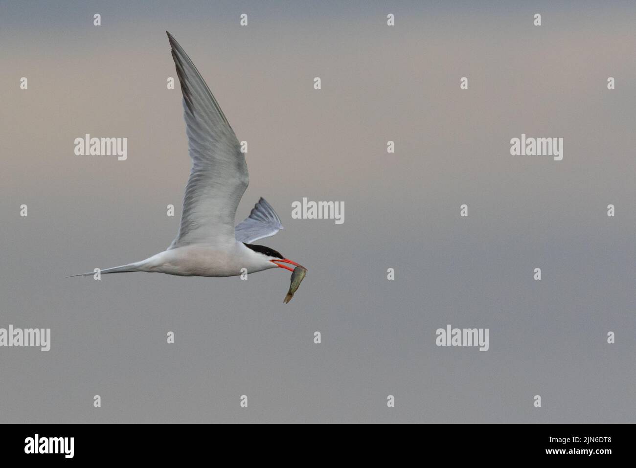 Common Tern in fligh,t carrying fish, Farmoor Reservoir, Oxon, UK. Copy ...