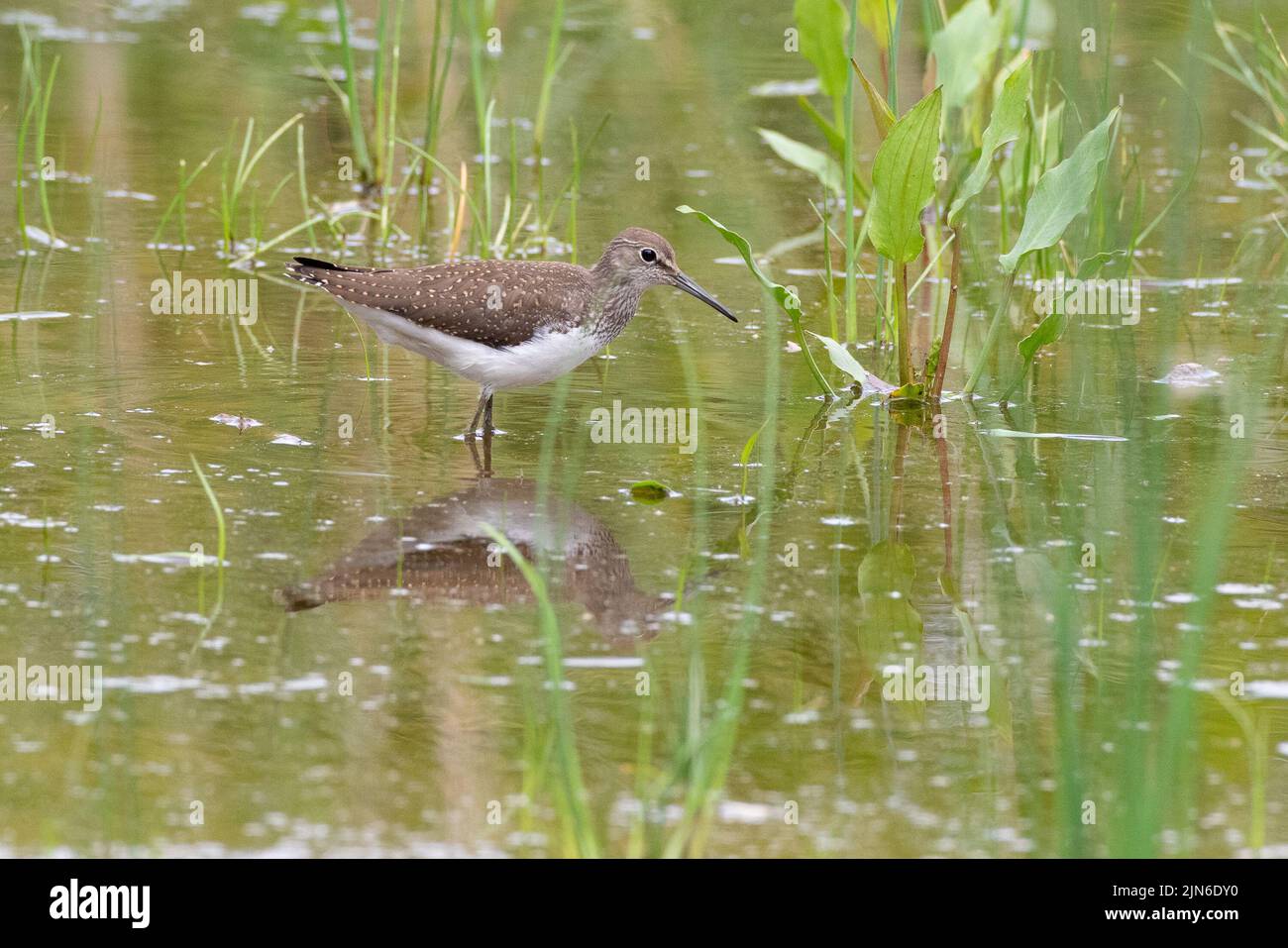 Green Sandpiper, Farmmor Reservoir, Oxon, UK Stock Photo - Alamy