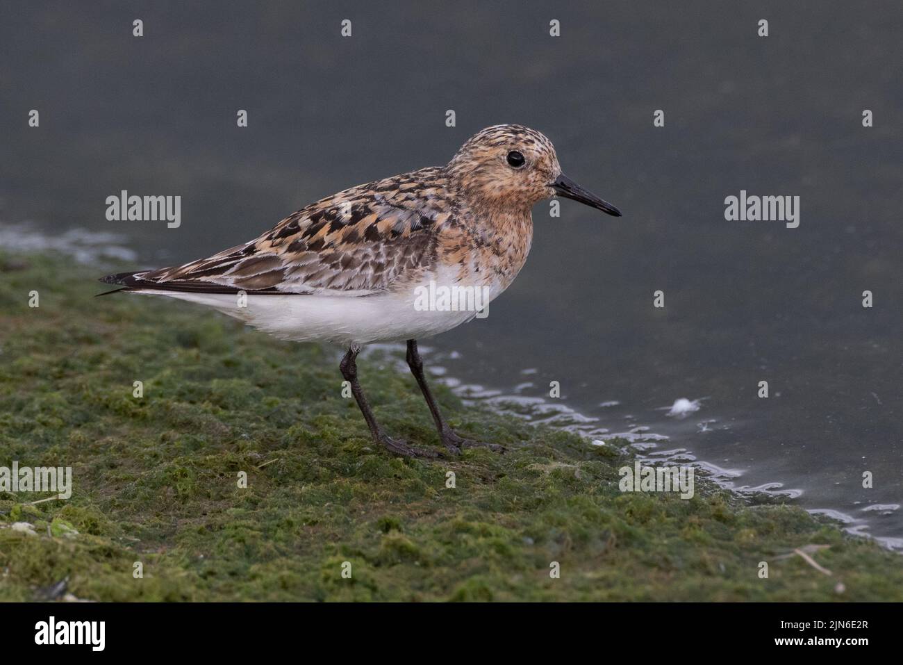 Summer Plumage Sanderling at the waters edge, Farmoor Reservoir, Oxon ...